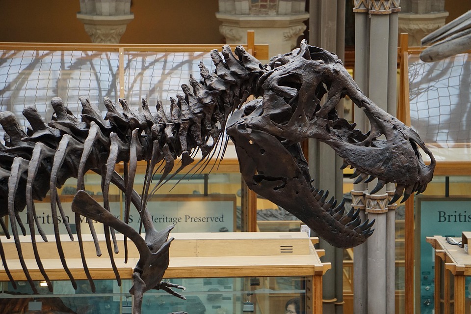 Tyrannosaurus Dinosaur T-Rex - Free photo on Pixabay
