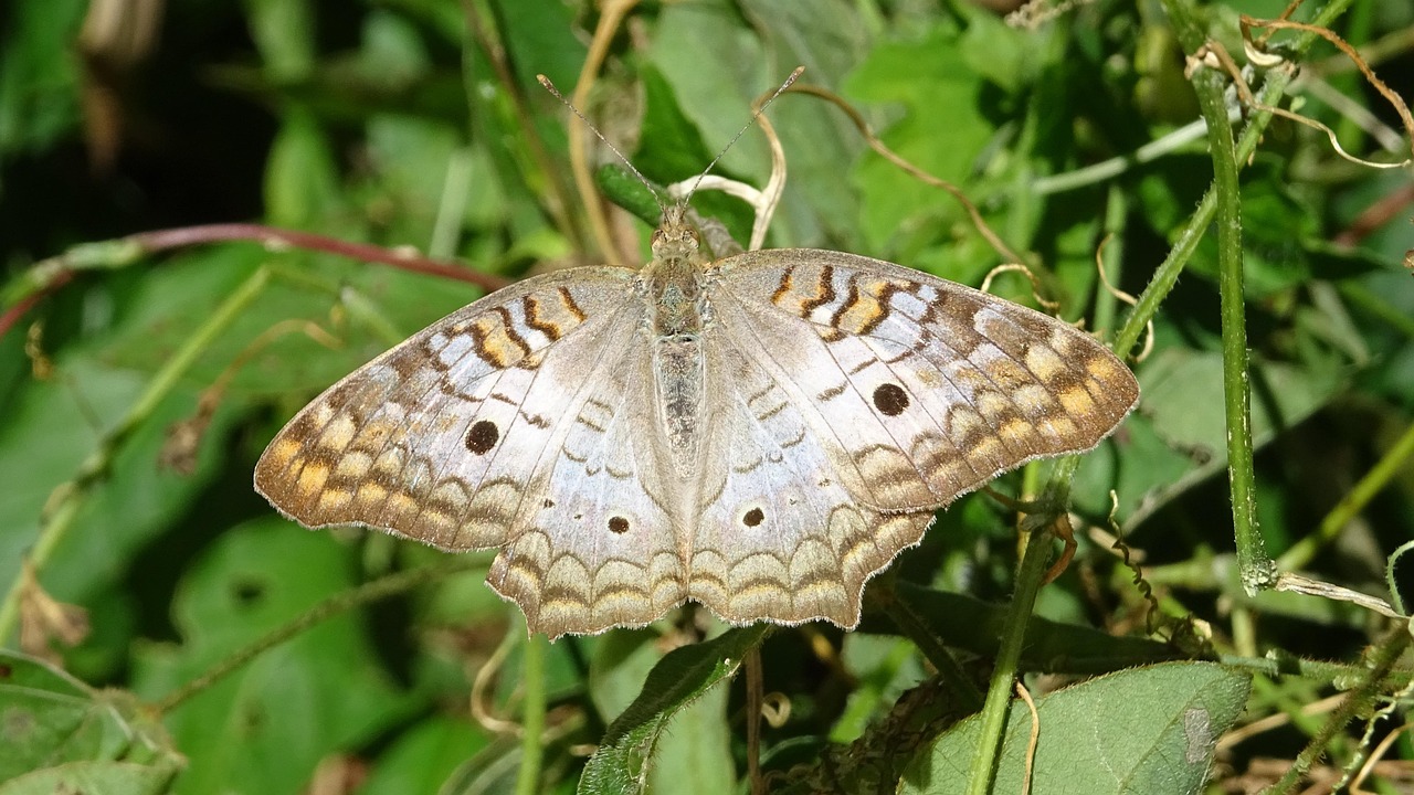 Butterfly Pieridae Moth - Free photo on Pixabay