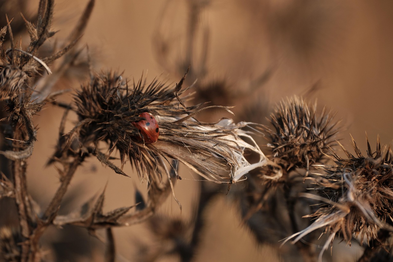 Ladybug Insect Dried Flowers Dry - Free photo on Pixabay