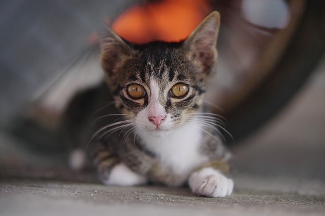 Satwa Kucing Peliharaan Anak - Foto gratis di Pixabay - Pixabay