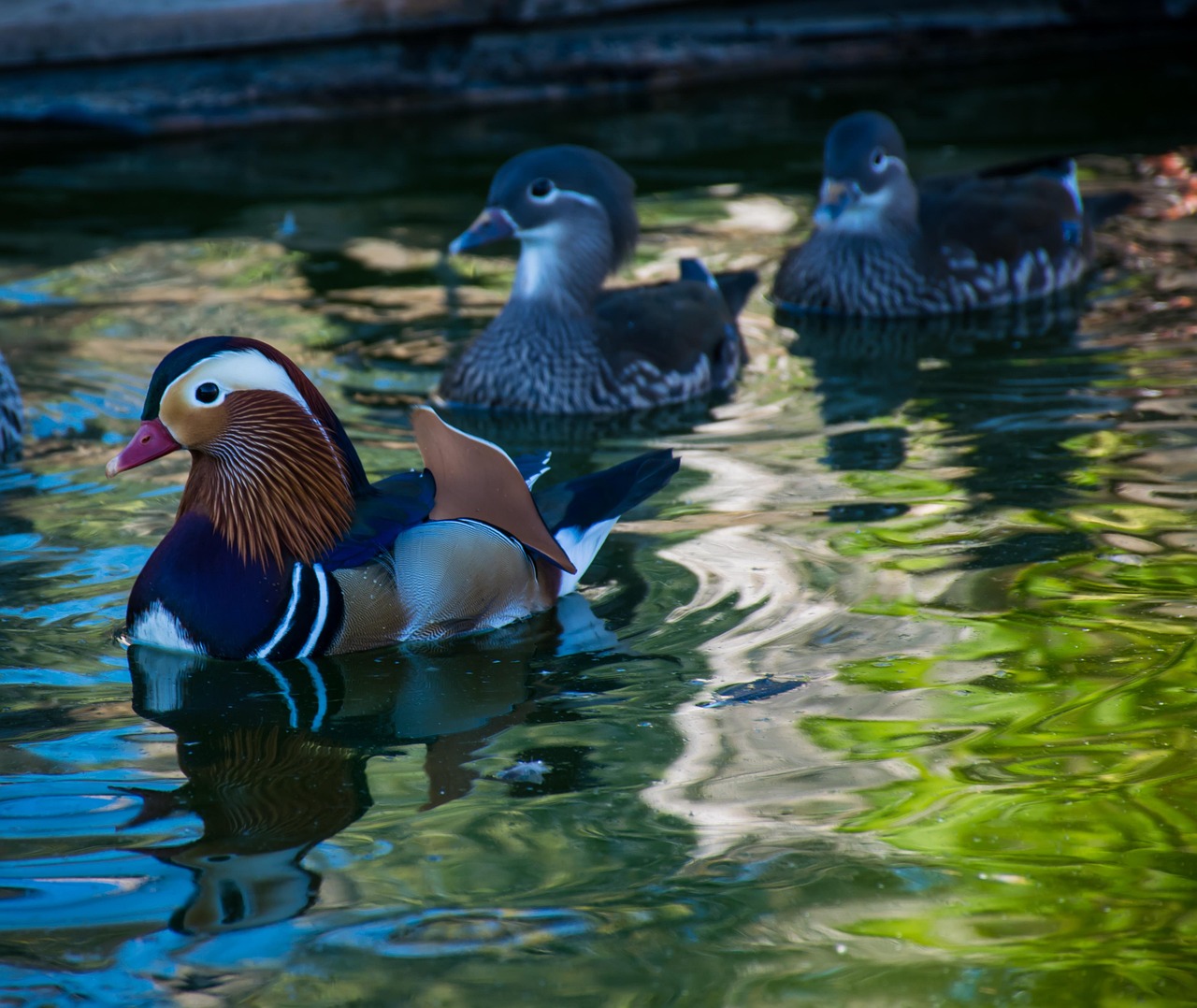 Mandarin Ducks Pond - Free photo on Pixabay - Pixabay