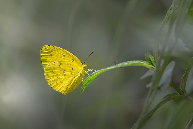 100000 Free Common Grass Yellow And Nature Photos Pixabay
