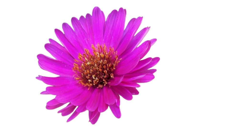 Aster Fleur Violette - Image gratuite sur Pixabay - Pixabay