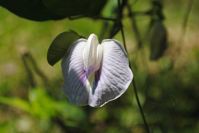 Spurred Butterfly Pea Flower Plant - Free photo on Pixabay - Pixabay