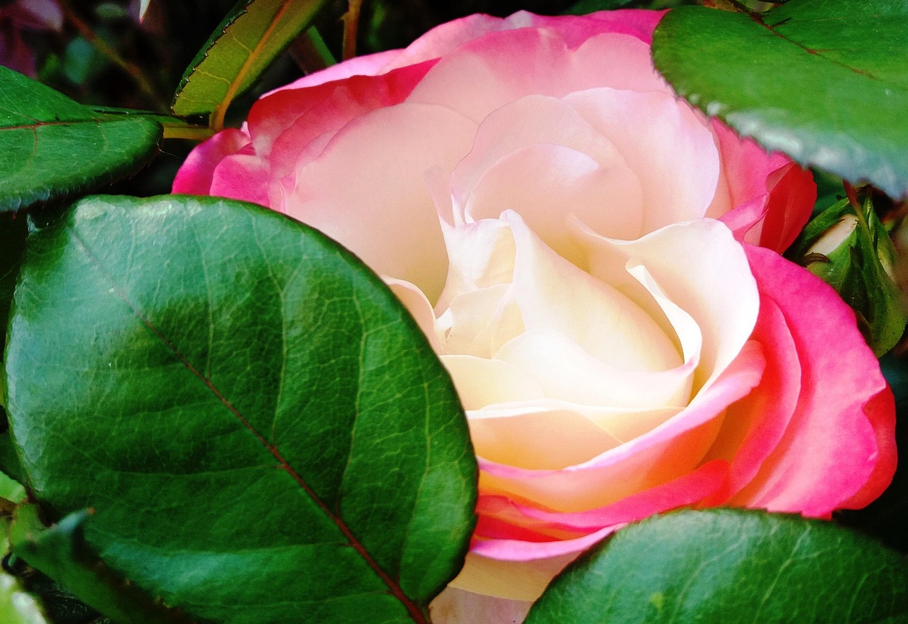 Rose Flower Bloom - Free photo on Pixabay - Pixabay