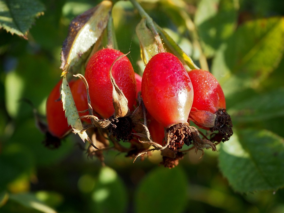 Hagebutte Hundsrose Wilde Rose - Kostenloses Foto auf Pixabay - Pixabay