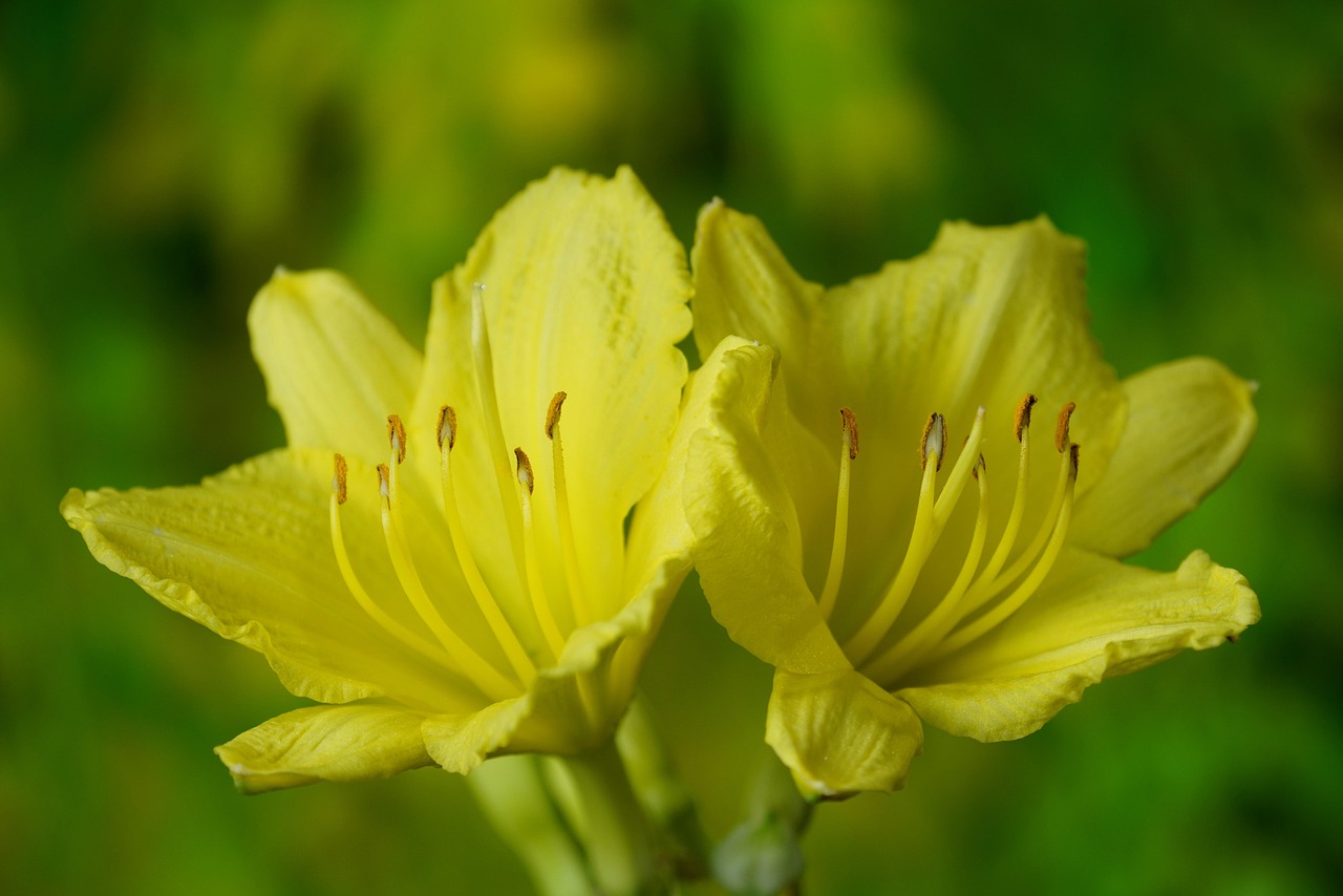 Kuning Daylily Bunga-Bunga Tanaman - Foto gratis di Pixabay - Pixabay
