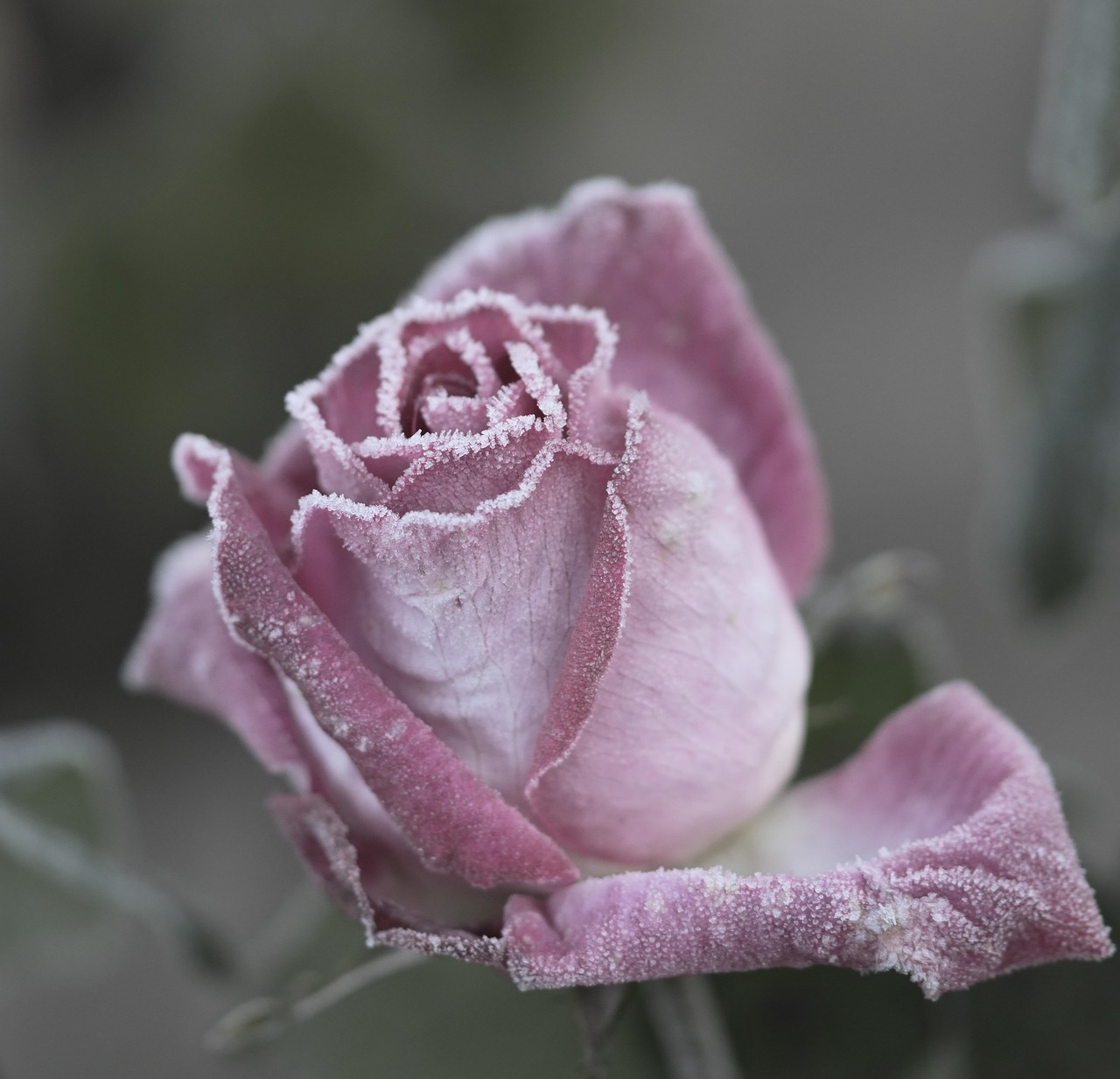 Rose Gel Fleur - Photo gratuite sur Pixabay - Pixabay