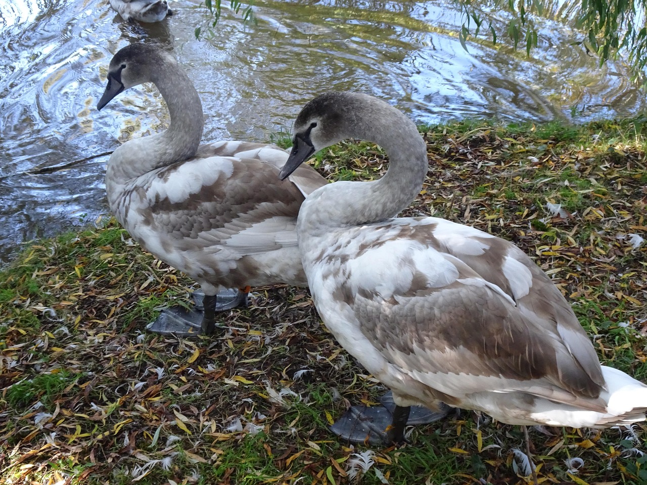 Swan Nature Twins - Free photo on Pixabay - Pixabay