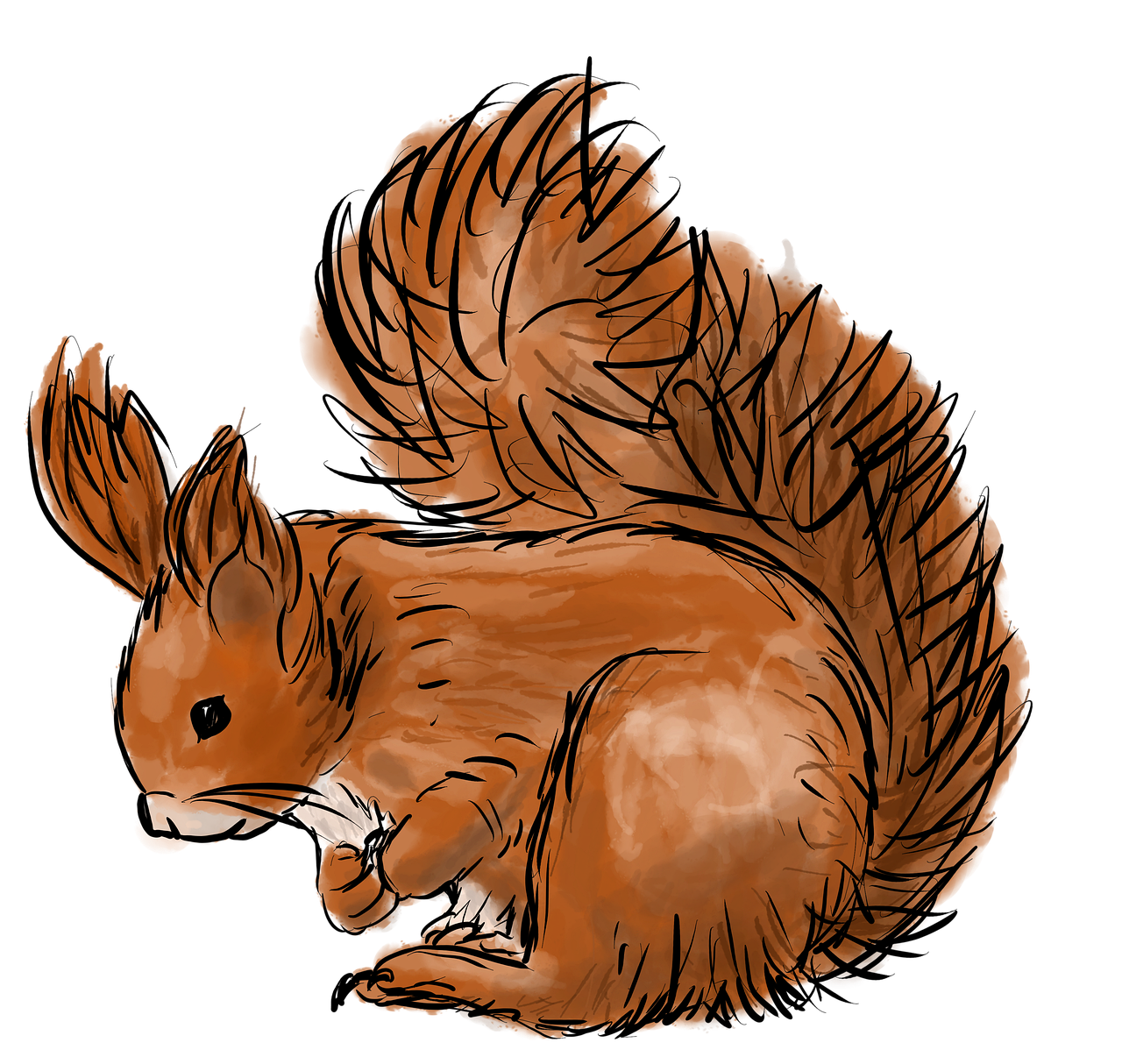 Dibujo De Ardilla