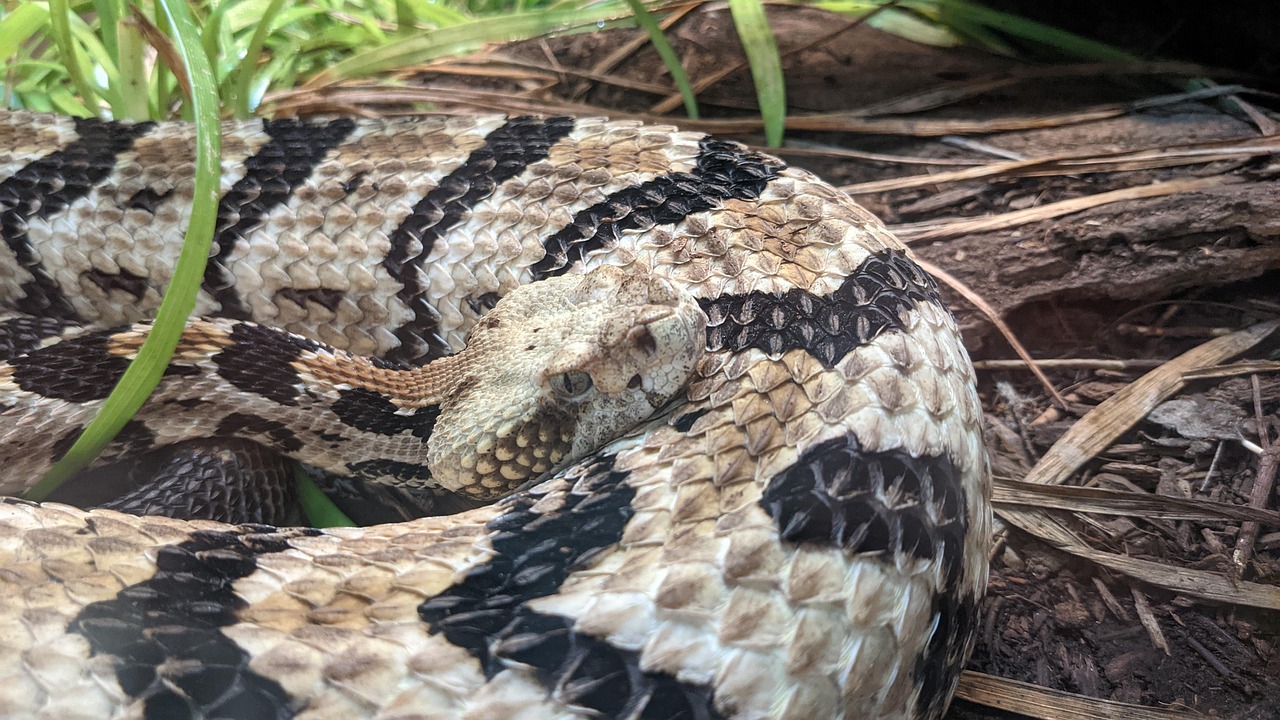 Snake Copperhead Venomous - Free photo on Pixabay - Pixabay