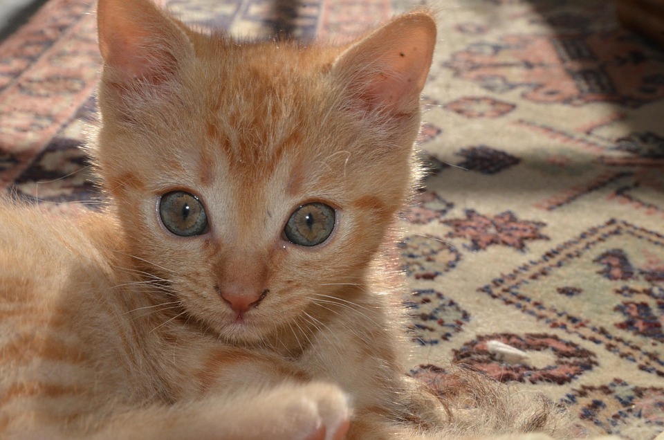 Kitten Can Pet - Free photo on Pixabay - Pixabay