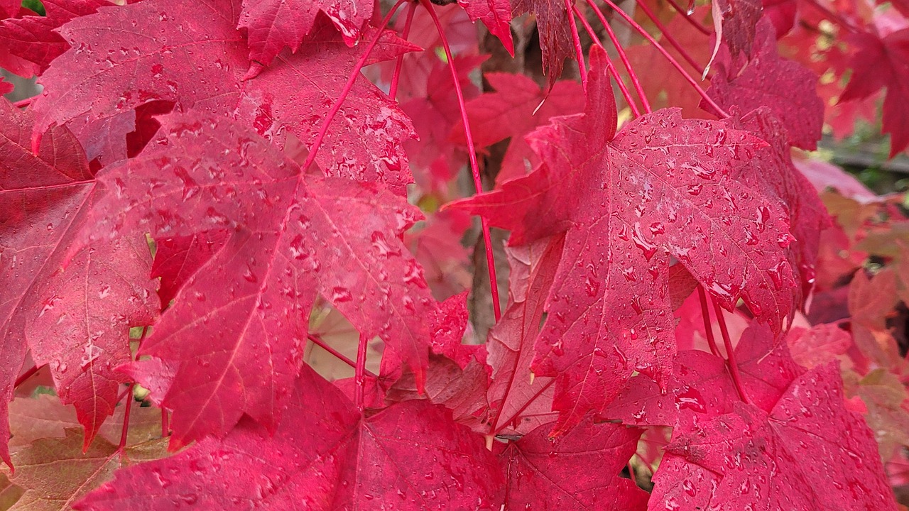 Red Maple Fall - Free photo on Pixabay - Pixabay