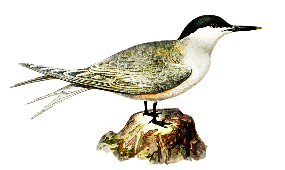 Download Common Tern, Bird, Tern. Royalty-Free Stock Illustration Image ...