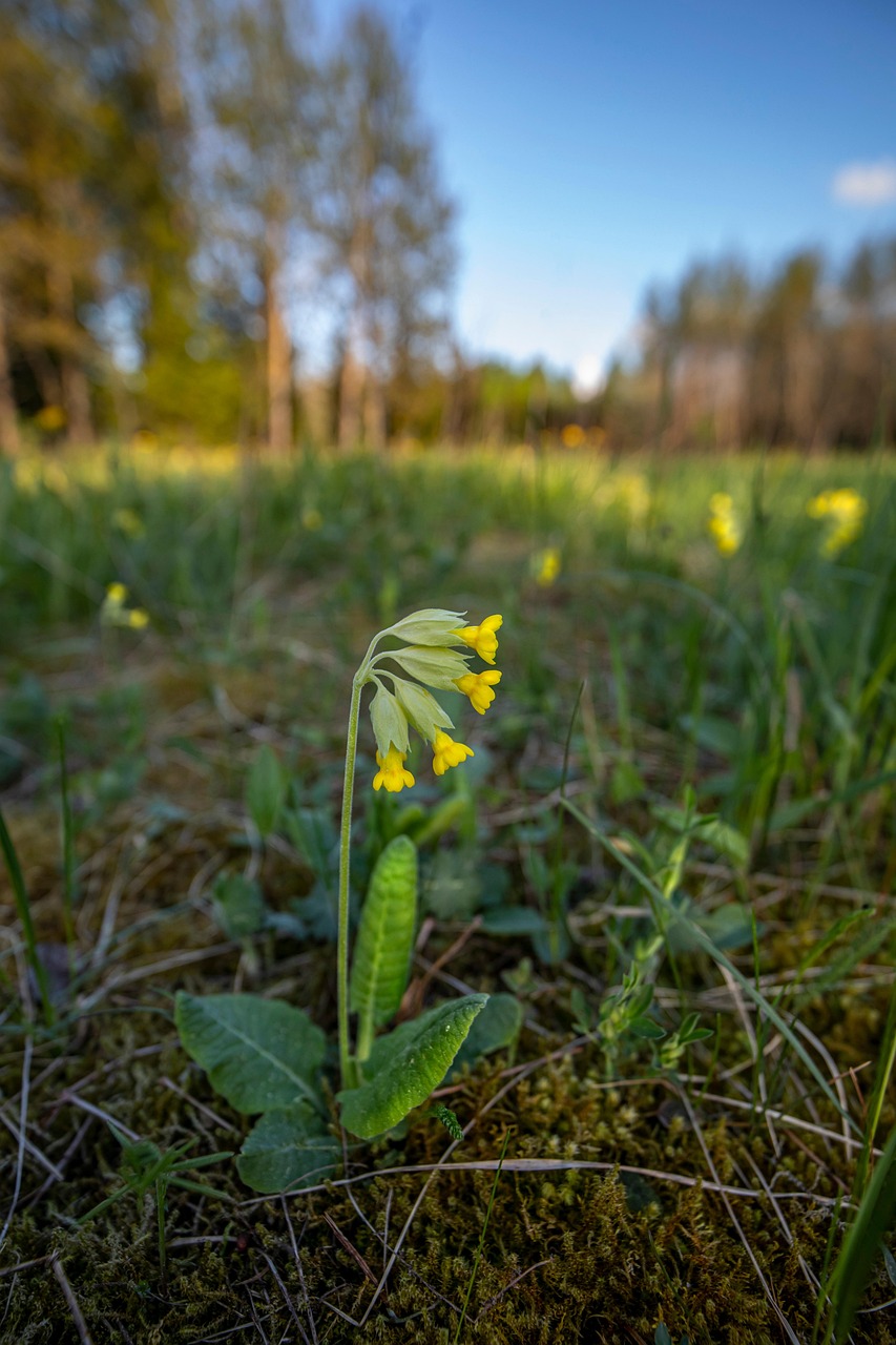 Padang Rumput Bunga Kuning Slip - Foto gratis di Pixabay - Pixabay