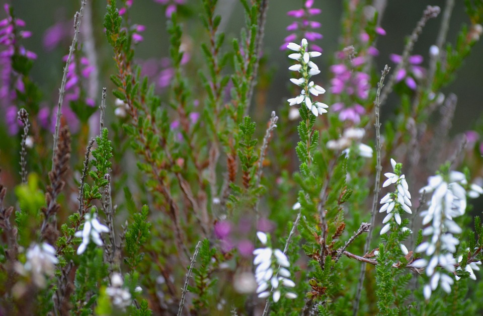 Primadona Heather Umum Bunga Liar - Foto gratis di Pixabay - Pixabay