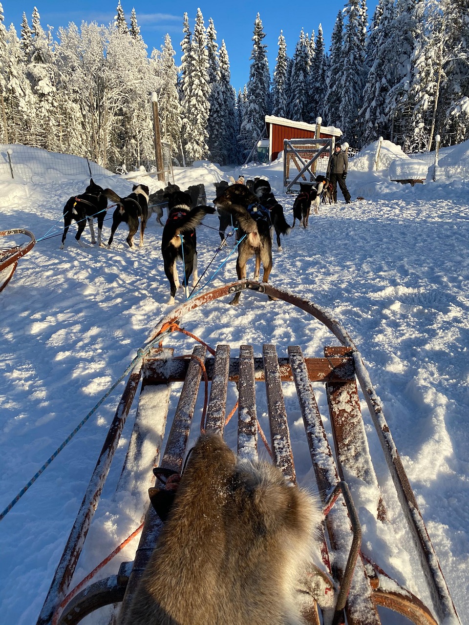 Sled Dogs Husky Snow Landscape - Free photo on Pixabay - Pixabay