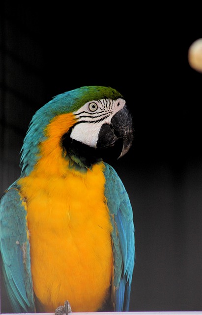 Bird Parrot Beak - Free photo on Pixabay - Pixabay