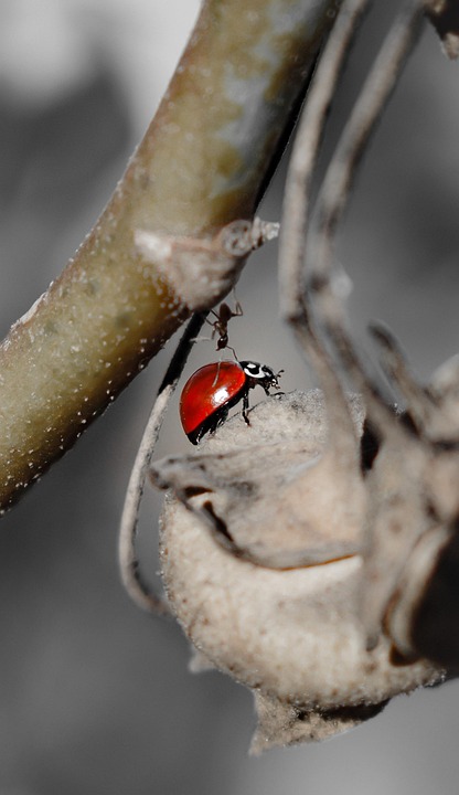 Ladybug Beetle Dried Flower - Free photo on Pixabay - Pixabay