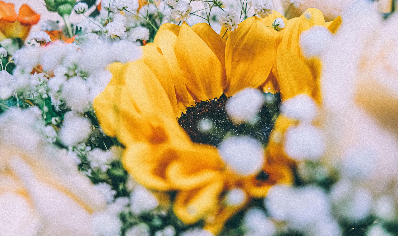 Más de 90 imágenes gratis de Fondos De Pantalla Hd De Girasoles y ...