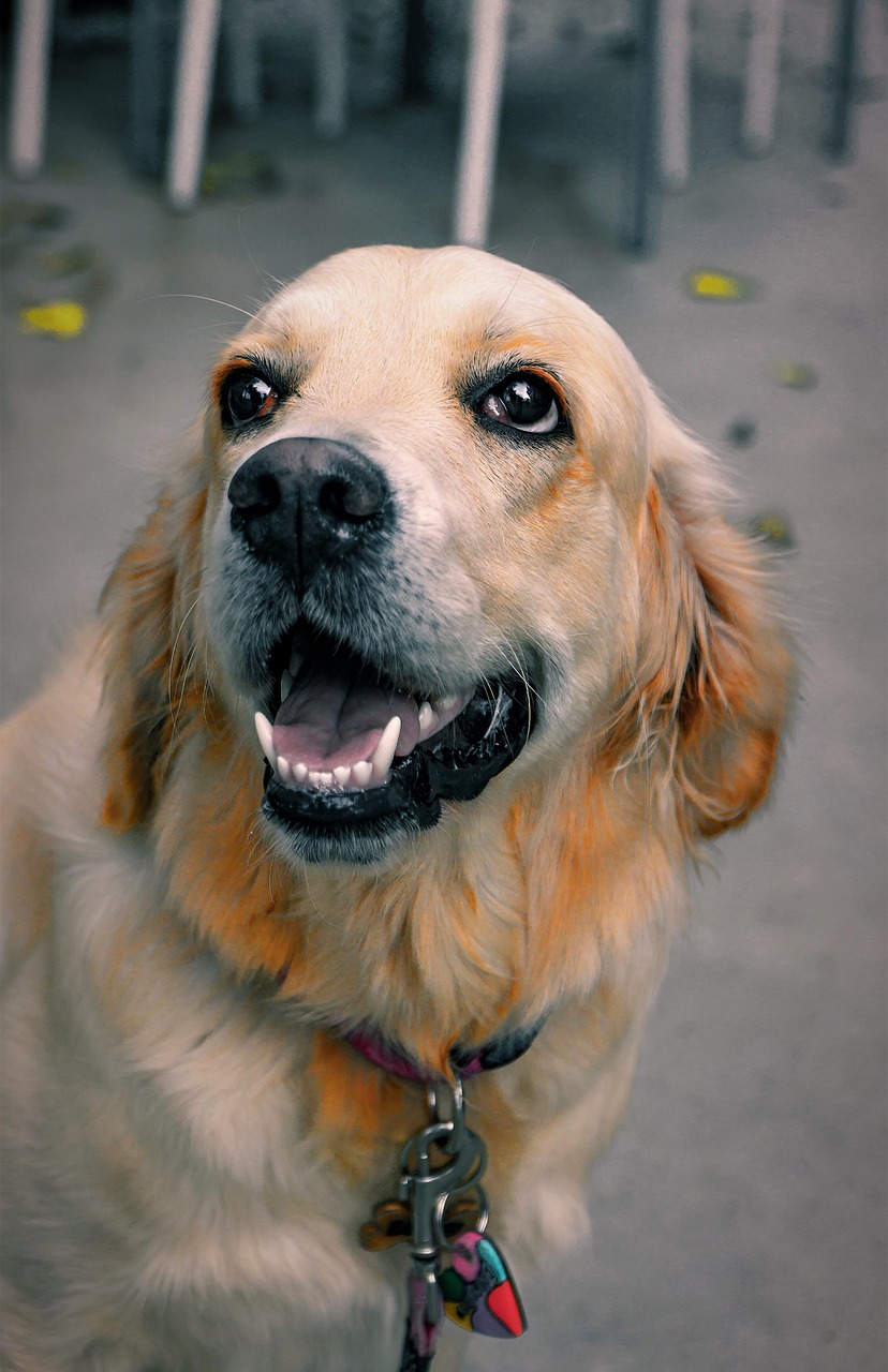 Golden Retriever Chien Animal De - Photo gratuite sur Pixabay - Pixabay