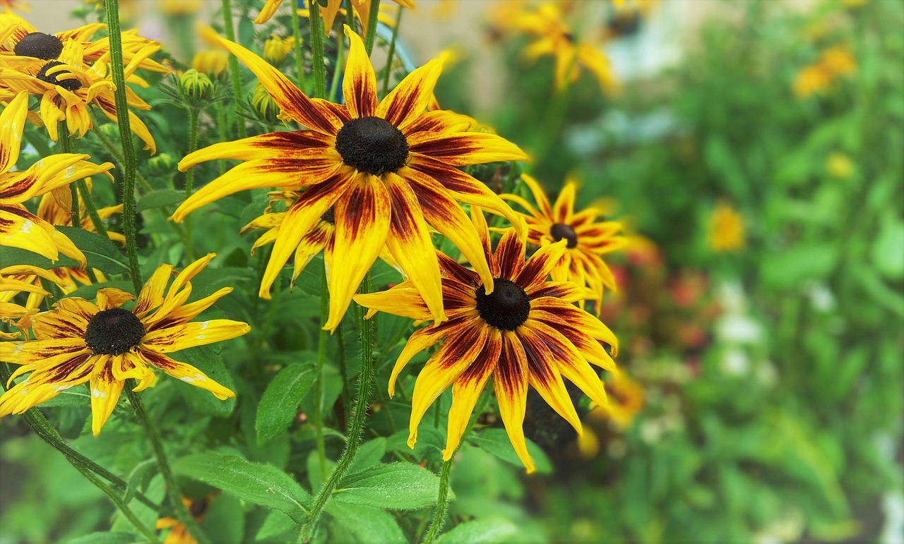 200+ Free Black Eyed Susan & Black-Eyed Susan Images - Pixabay