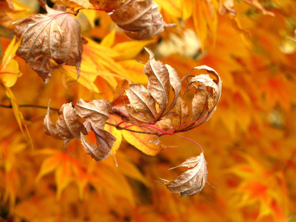 Autumn Leaves Free Photo On Pixabay Pixabay