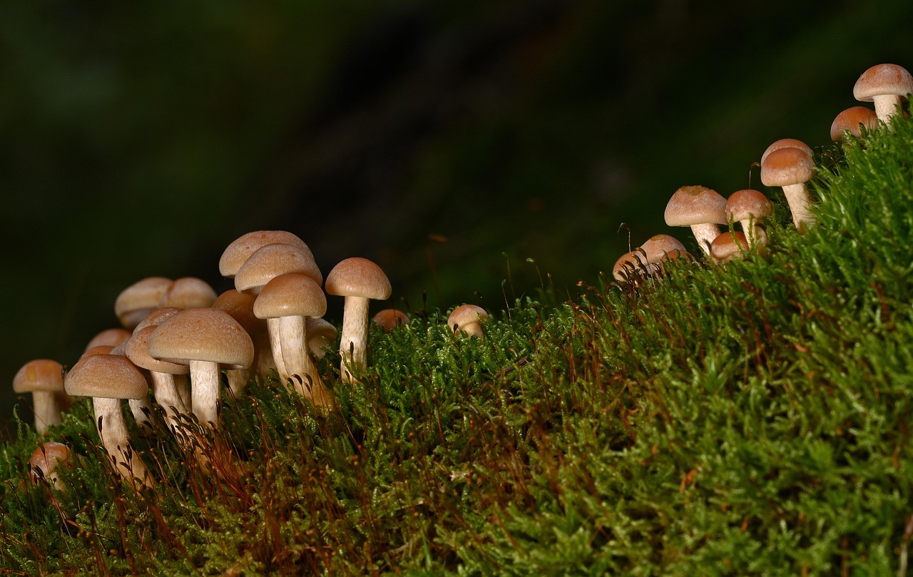 Cogumelos Fungos Musgo Pequenos - Foto gratuita no Pixabay - Pixabay