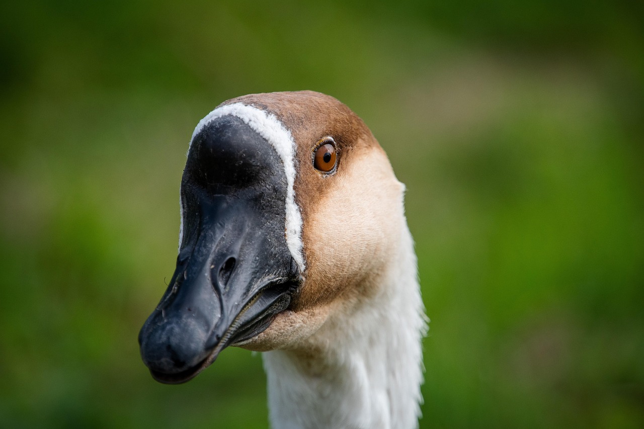 Swan Goose Bird Chinese - Free photo on Pixabay - Pixabay