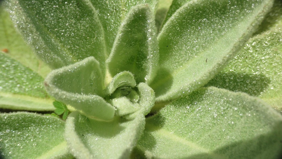 Dew Plant Nature - Free photo on Pixabay - Pixabay