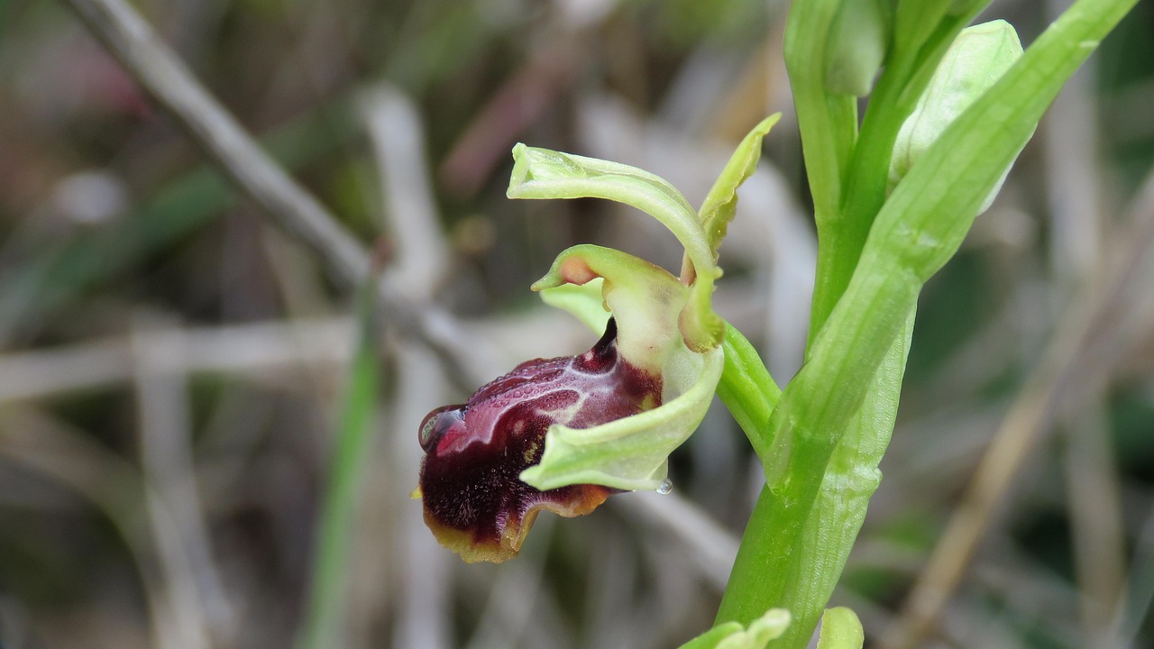 Orchidée Fleur Nature - Photo gratuite sur Pixabay - Pixabay
