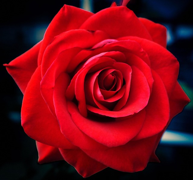 Rose Flower Plant Red - Free photo on Pixabay