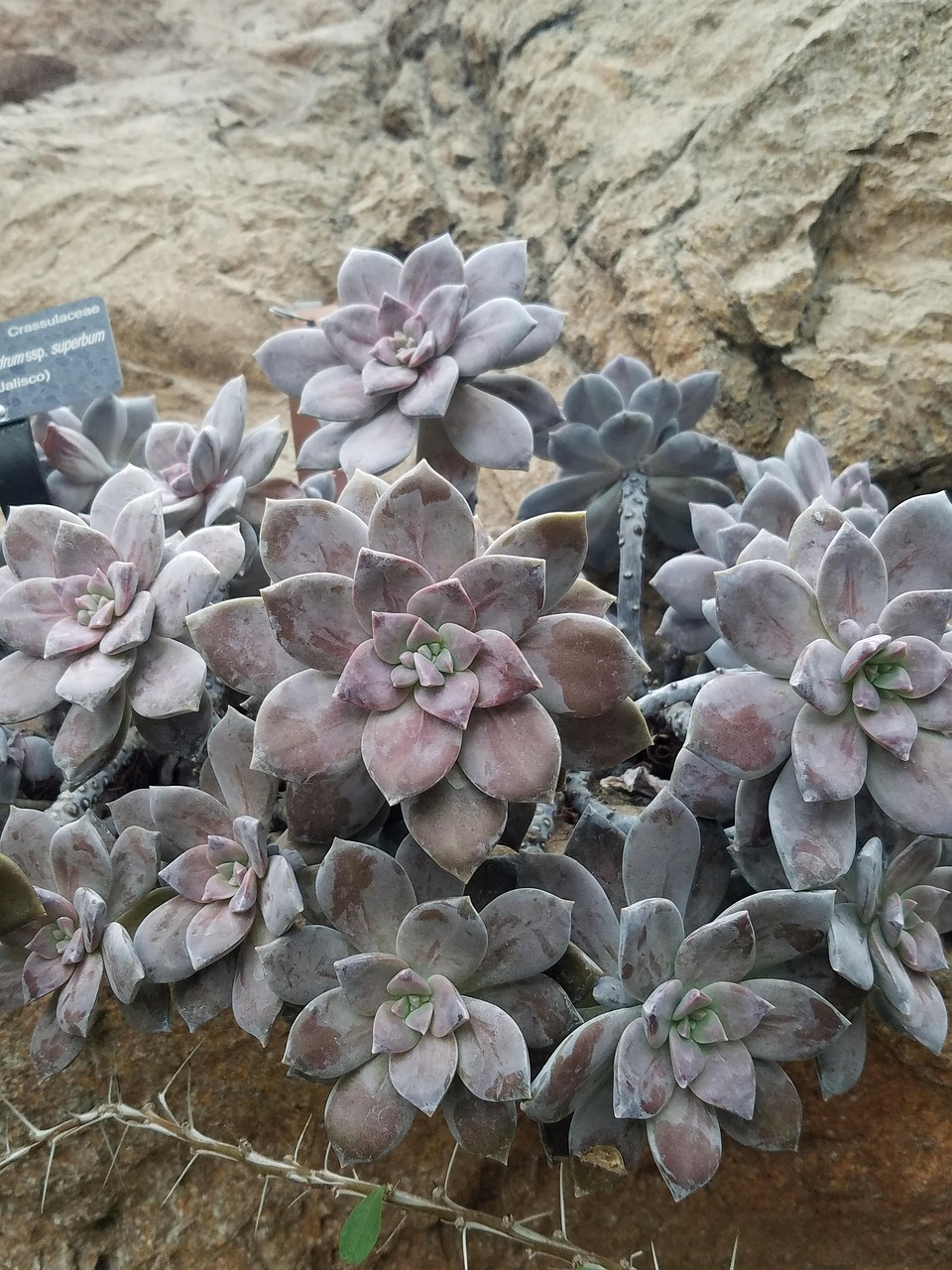 Plantes Succulentes Nature - Photo gratuite sur Pixabay - Pixabay