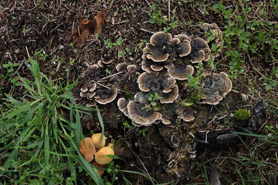 Cogumelos Fungos Formigueiro - Foto gratuita no Pixabay - Pixabay