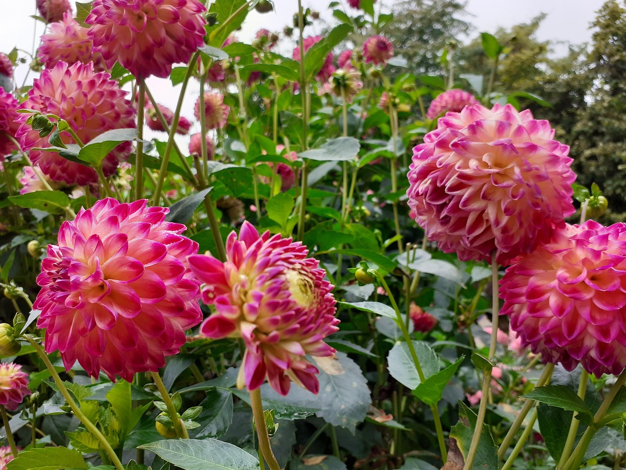 Crisântemos Flores Flor Planta - Foto gratuita no Pixabay - Pixabay