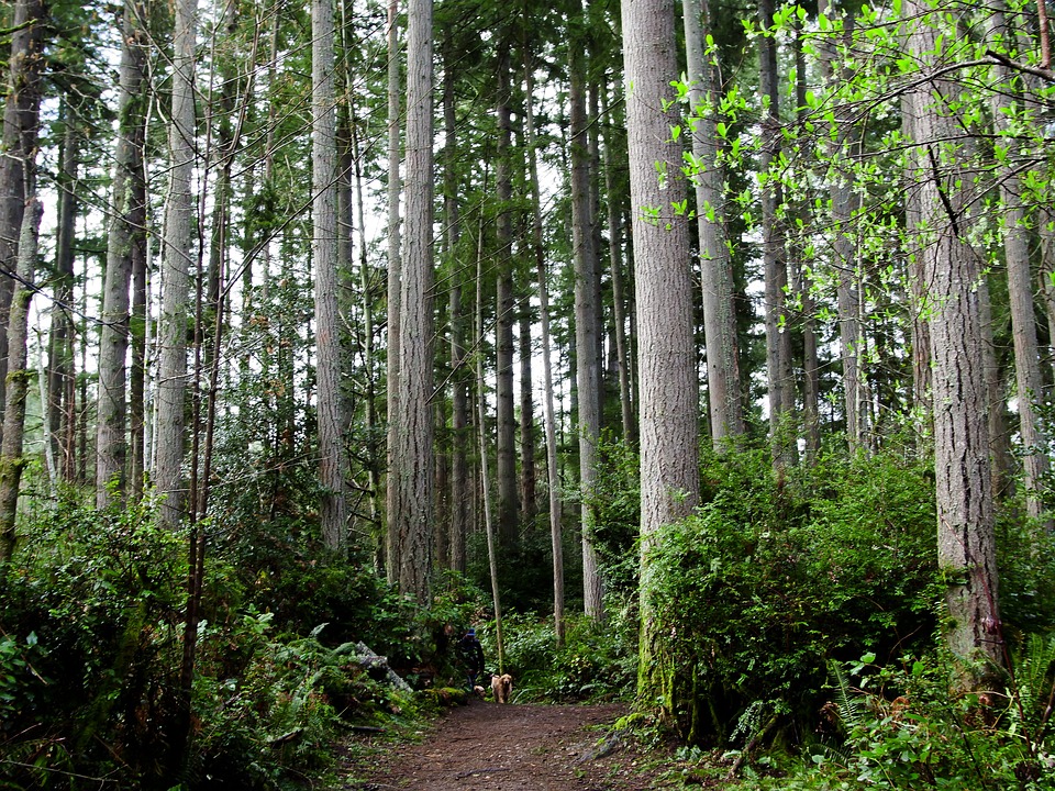 Wald Forest Walk Hohen Bäumen - Kostenloses Foto auf Pixabay