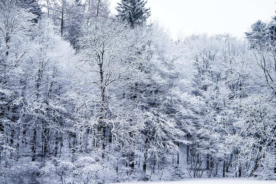 Trees Nature Winter - Free photo on Pixabay