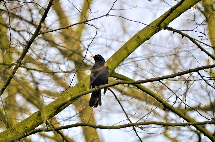300+ Free Jackdaws & Bird Photos