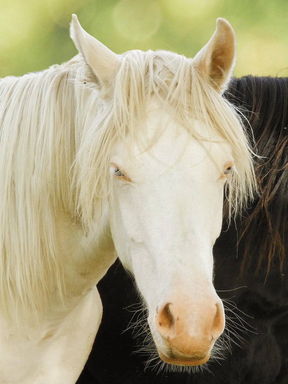 Horse Animal Head - Free photo on Pixabay - Pixabay