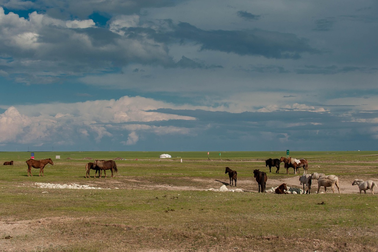 Prairie Hulunbuir Les Chevaux - Photo gratuite sur Pixabay - Pixabay