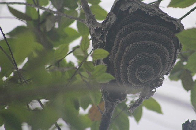 Beehive Bee Nest Tree - Free photo on Pixabay - Pixabay