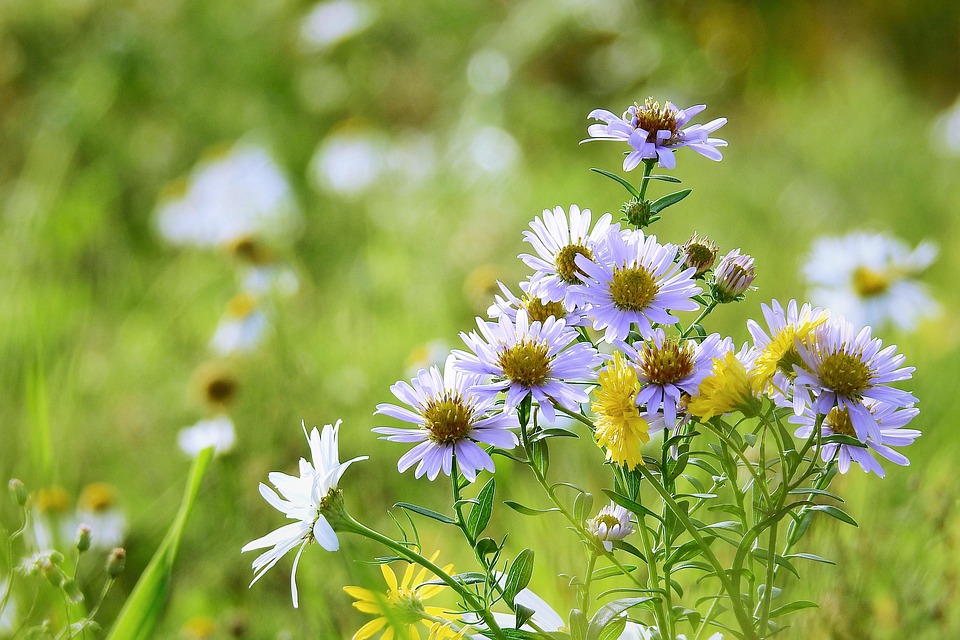Fleurs Sauvages Prairie - Photo gratuite sur Pixabay - Pixabay
