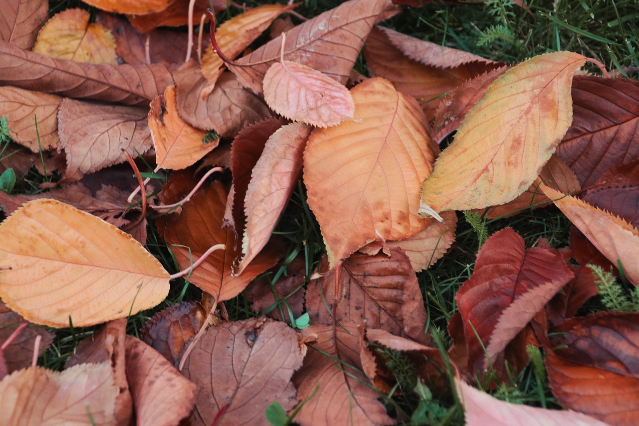 Feuilles Automne Nature - Photo gratuite sur Pixabay - Pixabay