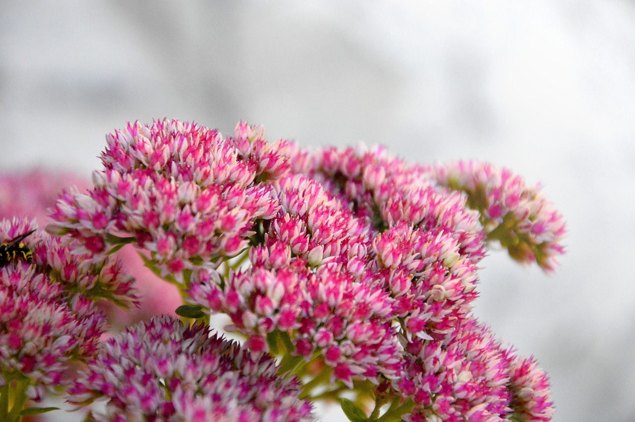 Sedum Flowers Plant - Free photo on Pixabay