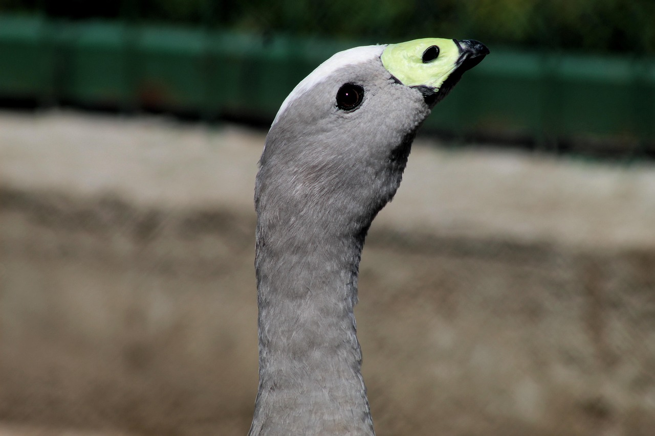 Cape Barren Goose Gans Vogel - Gratis foto op Pixabay - Pixabay