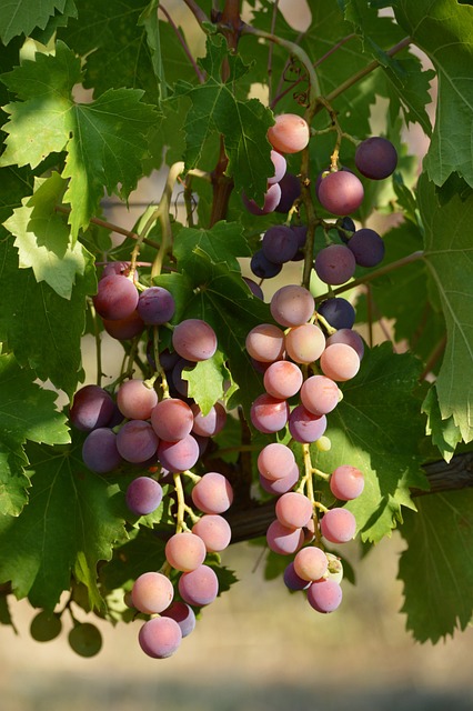 Grapes Fruit Vine - Free photo on Pixabay - Pixabay