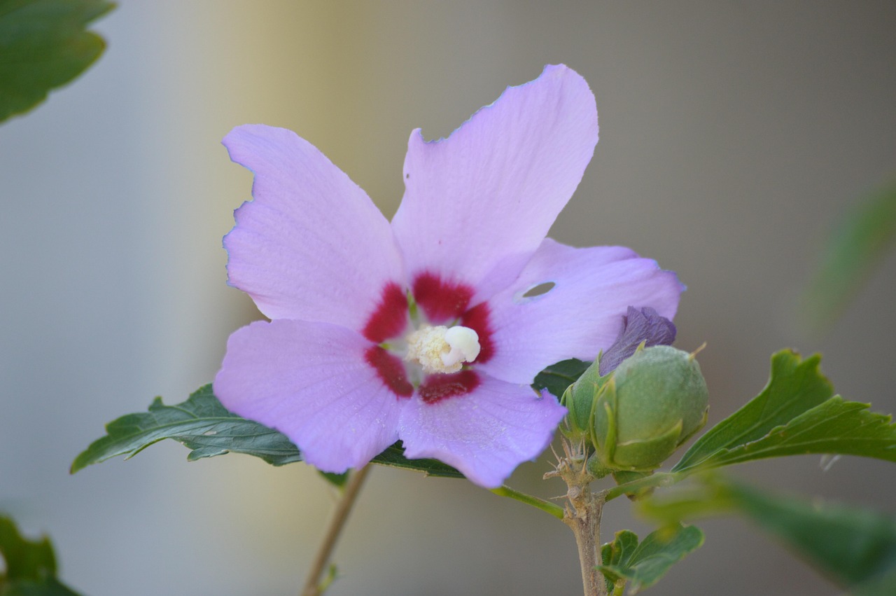 Hibiscus Fleur Fruit - Photo gratuite sur Pixabay - Pixabay