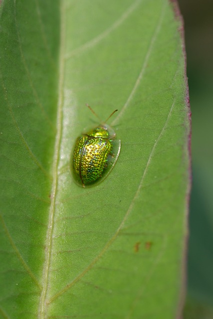 Golden Tortoise Beetle Leaf - Free photo on Pixabay - Pixabay