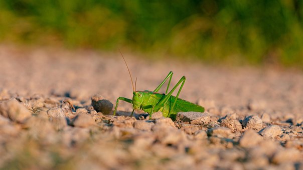 4+ Free Great Green Bush-Cricket & Insect Images - Pixabay