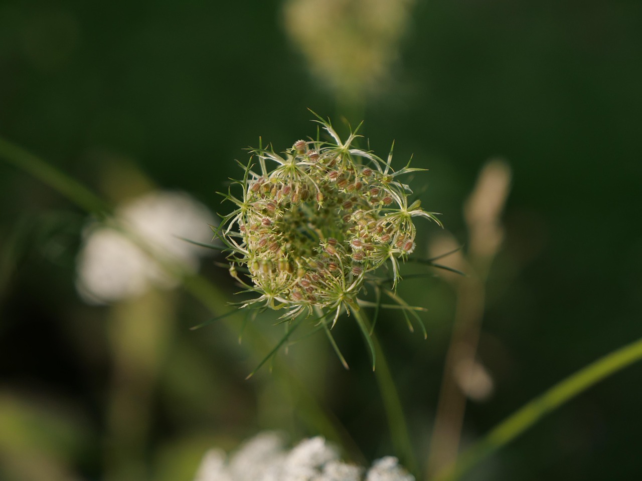 Wild Carrot Seeds - Free photo on Pixabay - Pixabay